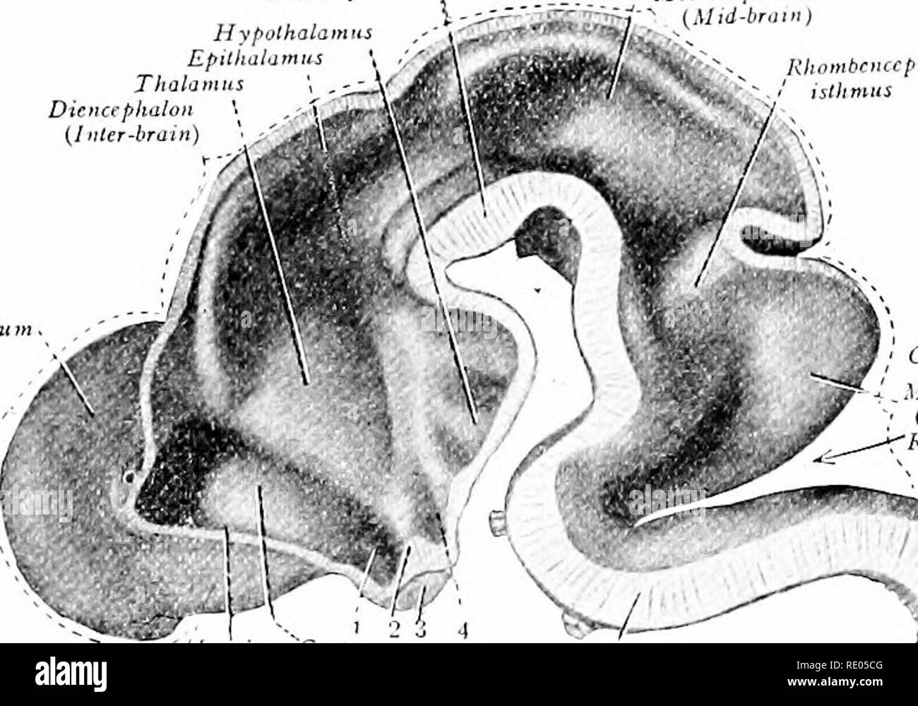 Mesencephalon Black and White Stock Photos & Images - Alamy