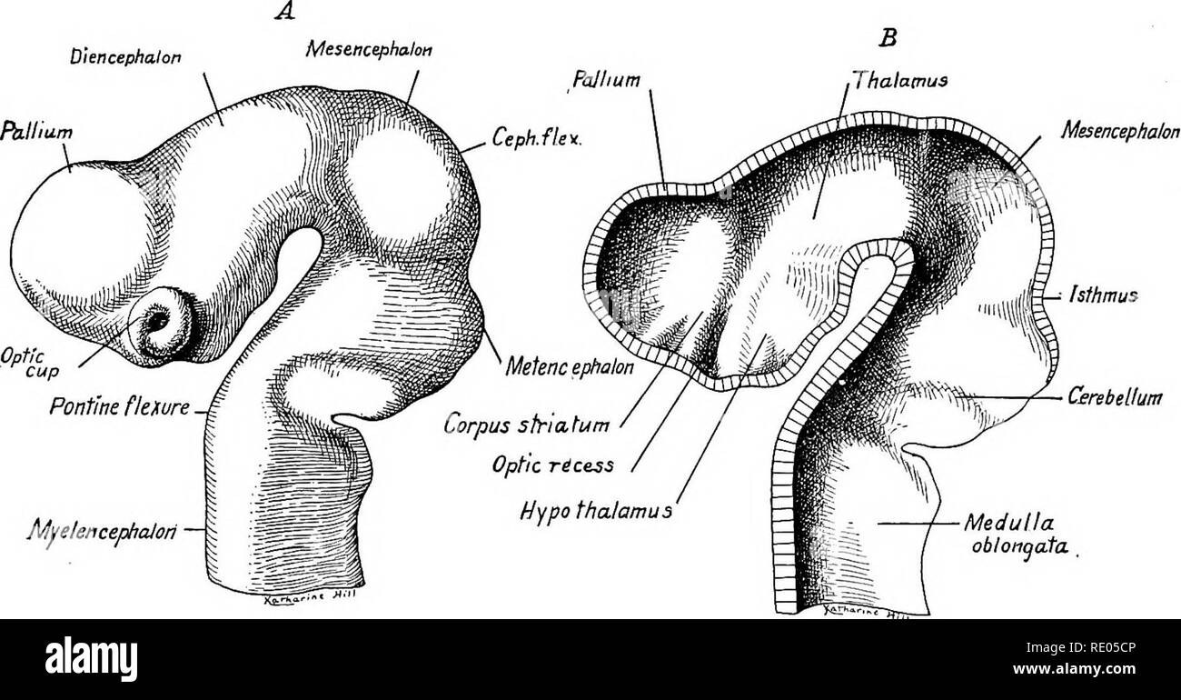 . A laboratory manual and text-book of embryology. Embryology. 326 THE ...