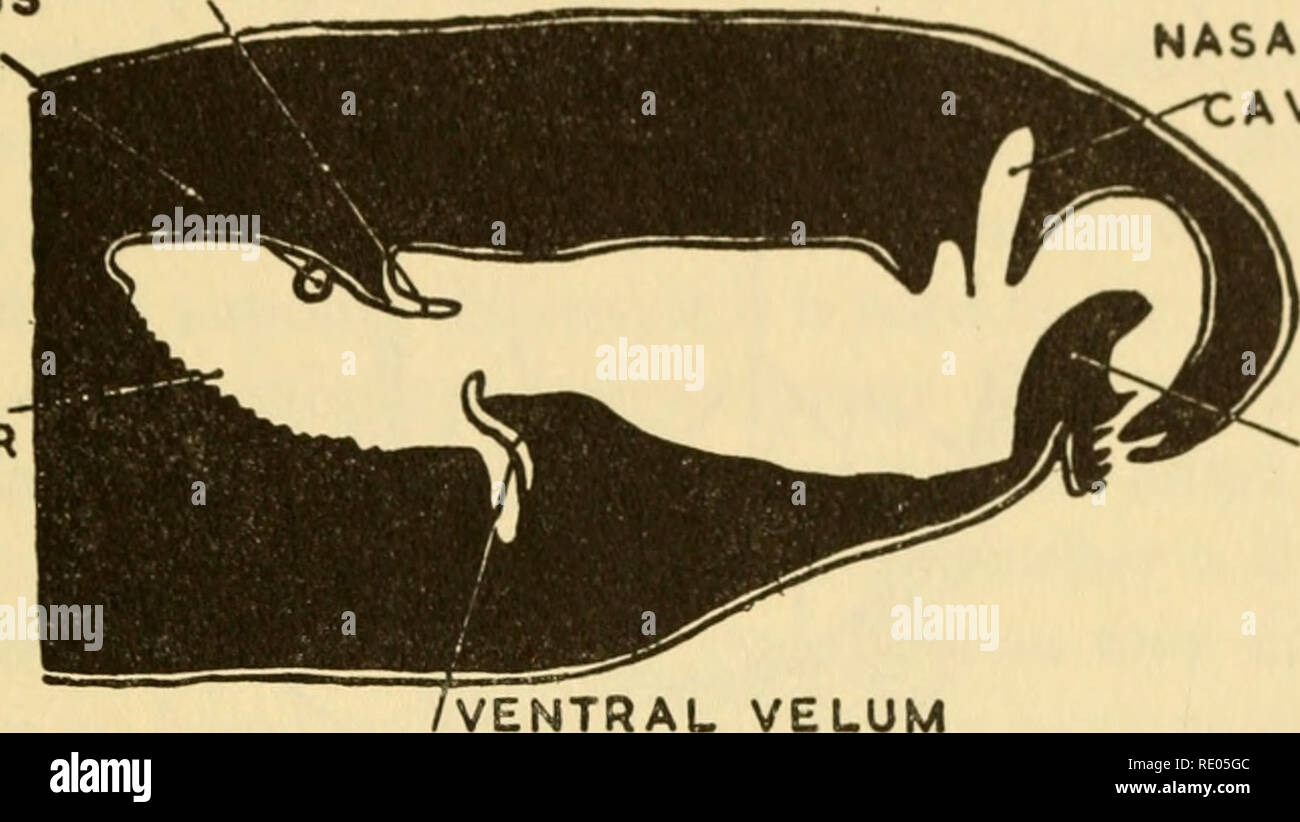 Common frog tongue hi-res stock photography and images - Alamy