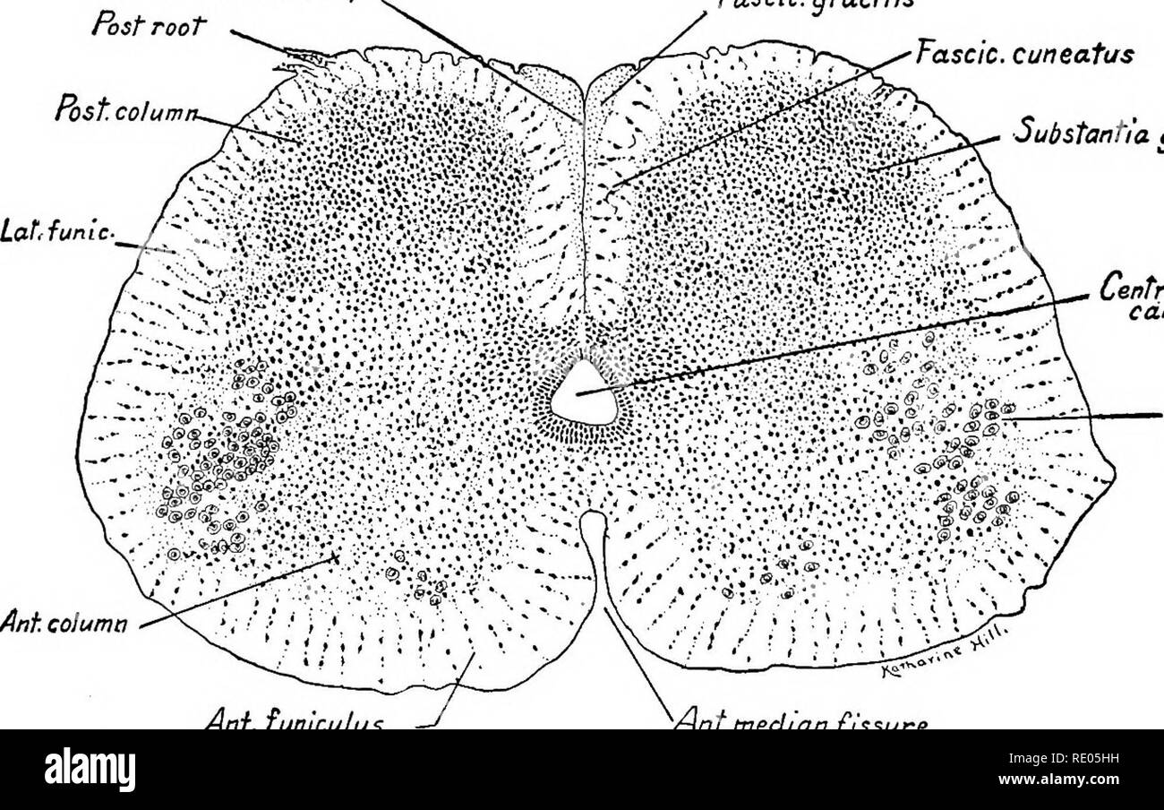 The ant from left Cut Out Stock Images & Pictures - Alamy