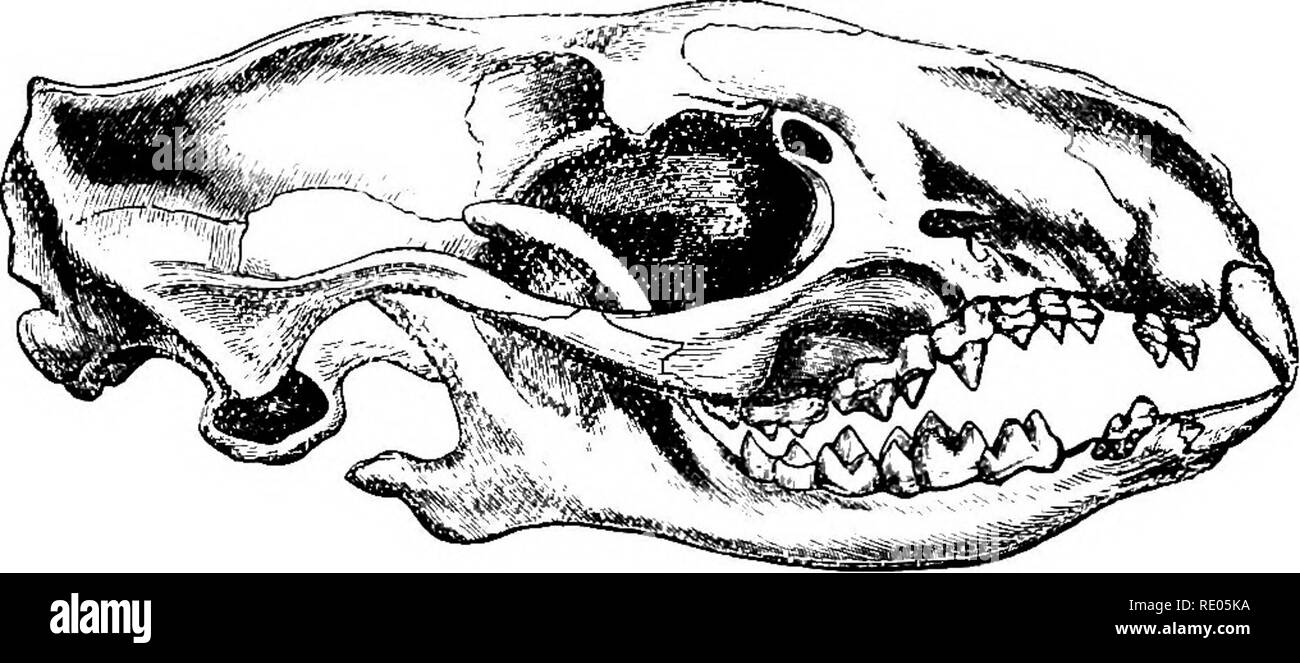 Hedgehog skull hi-res stock photography and images - Alamy