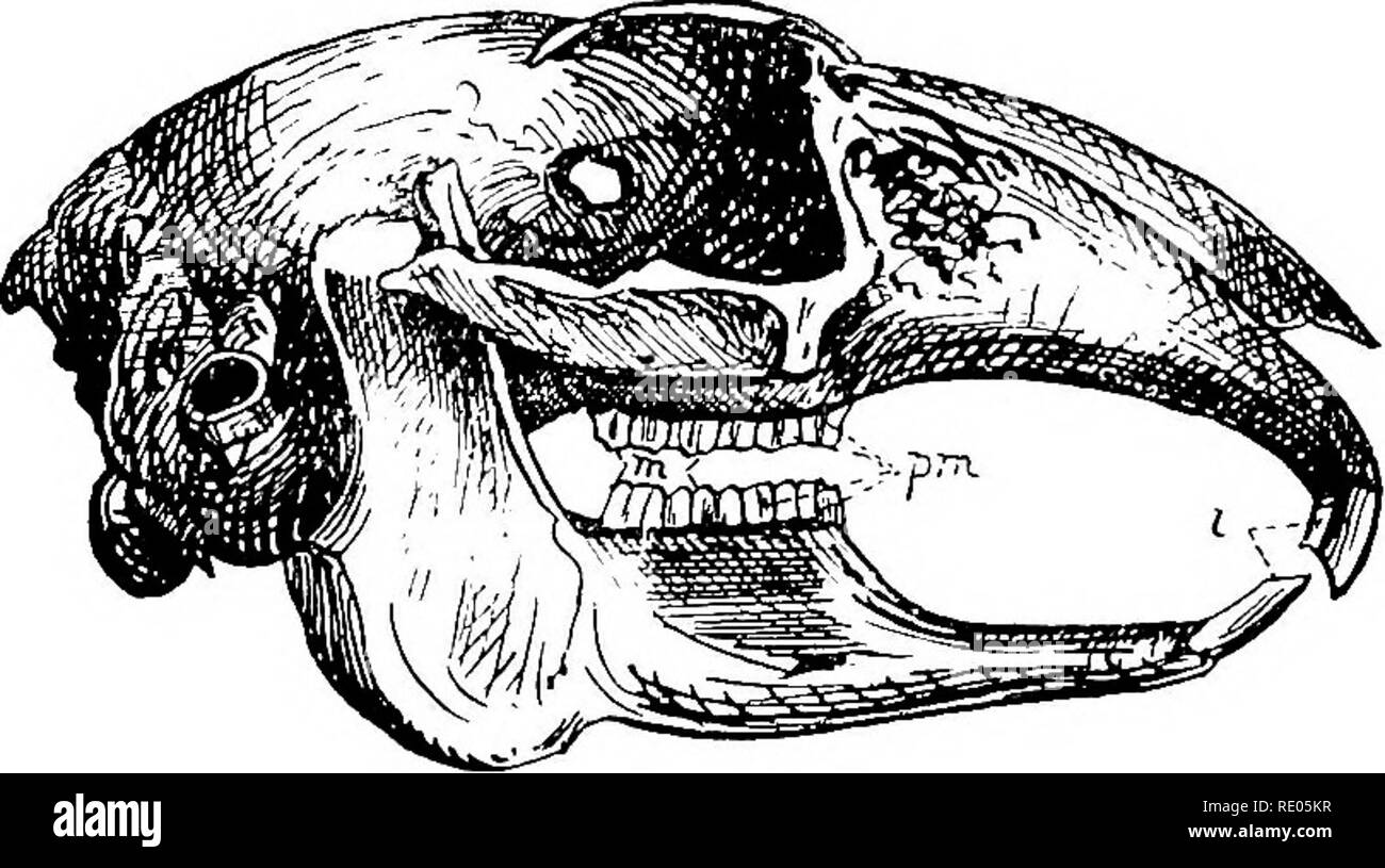 Sharp incisor teeth Black and White Stock Photos & Images - Alamy