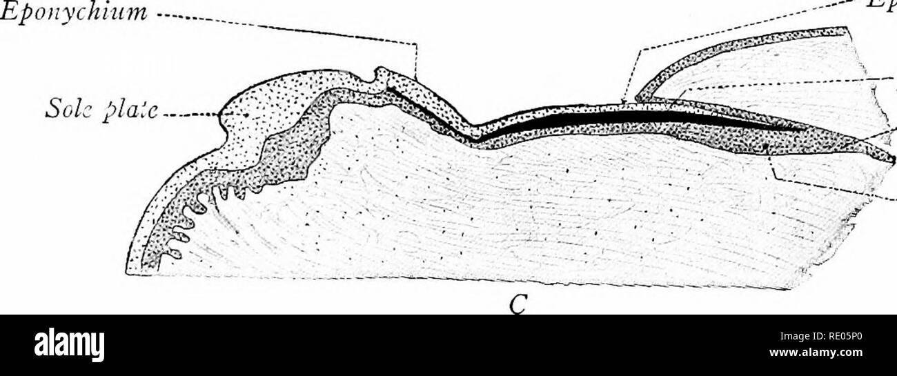 . A laboratory manual and text-book of embryology. Embryology ...