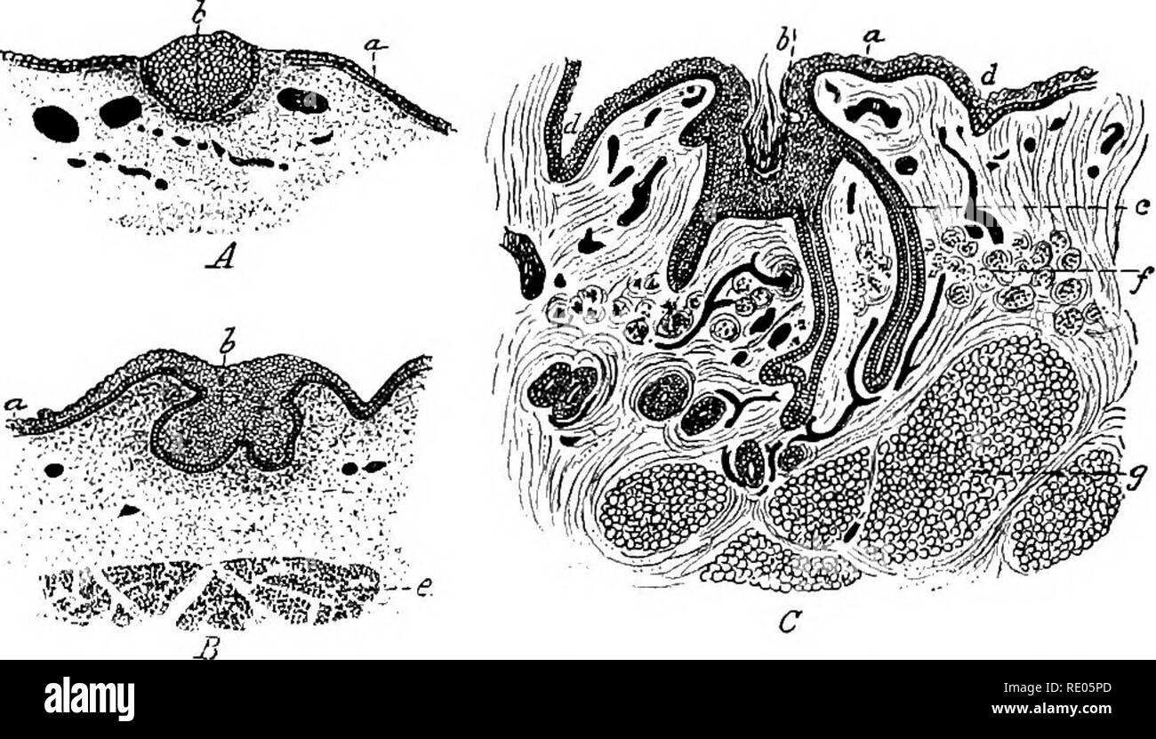 Pig fetus hi-res stock photography and images - Alamy