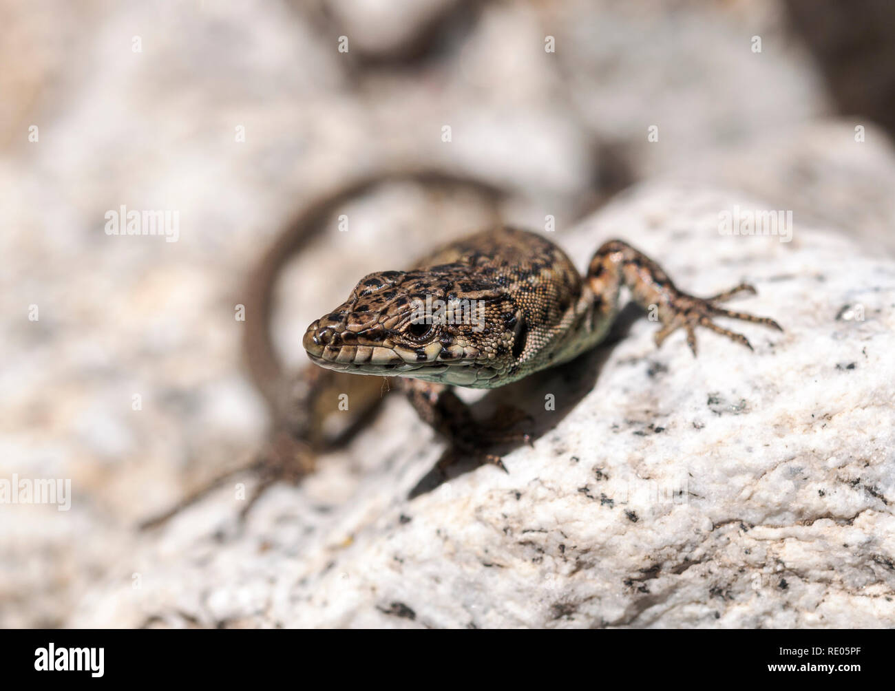 Iberian wall lizard, Podarcis hispanica, on a rock. Photo taken next to ...