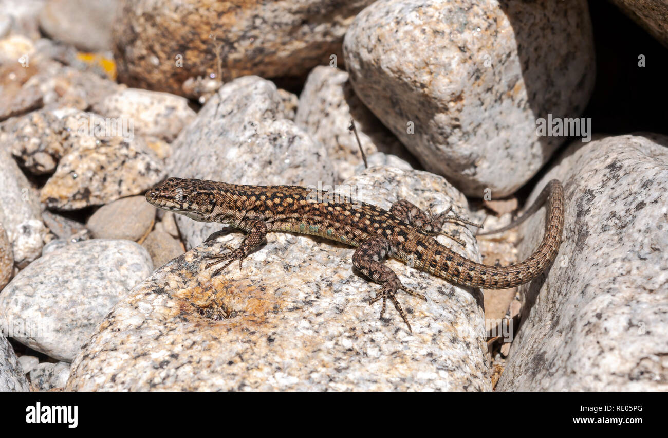 Iberian wall lizard or podarcis hispanica hi-res stock photography and ...