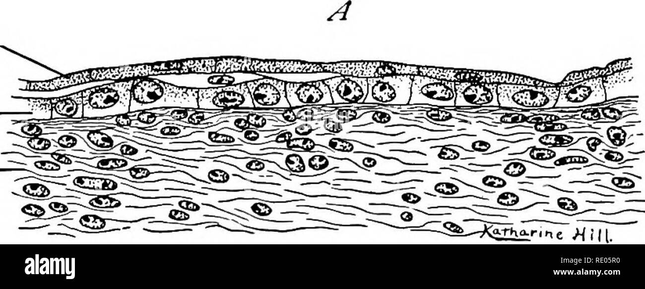 Cuboidal cells embryo hi-res stock photography and images - Alamy