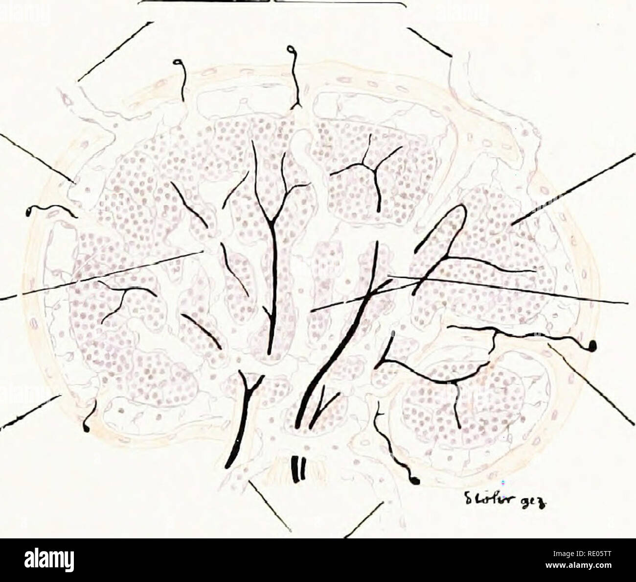 . A laboratory manual and text-book of embryology. Embryology ...