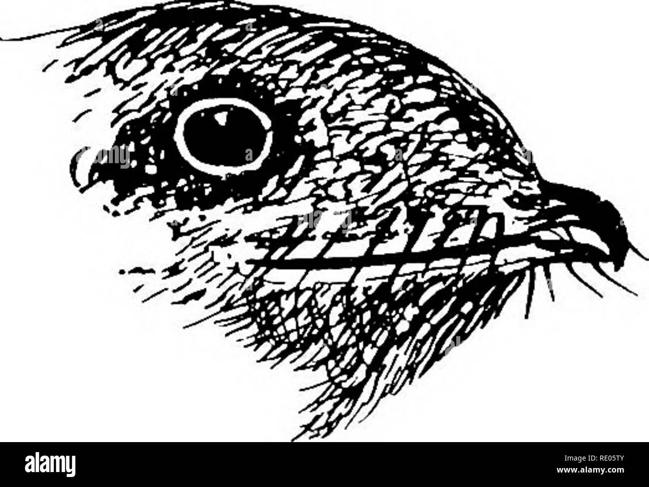 Row of flying insects Black and White Stock Photos & Images - Alamy