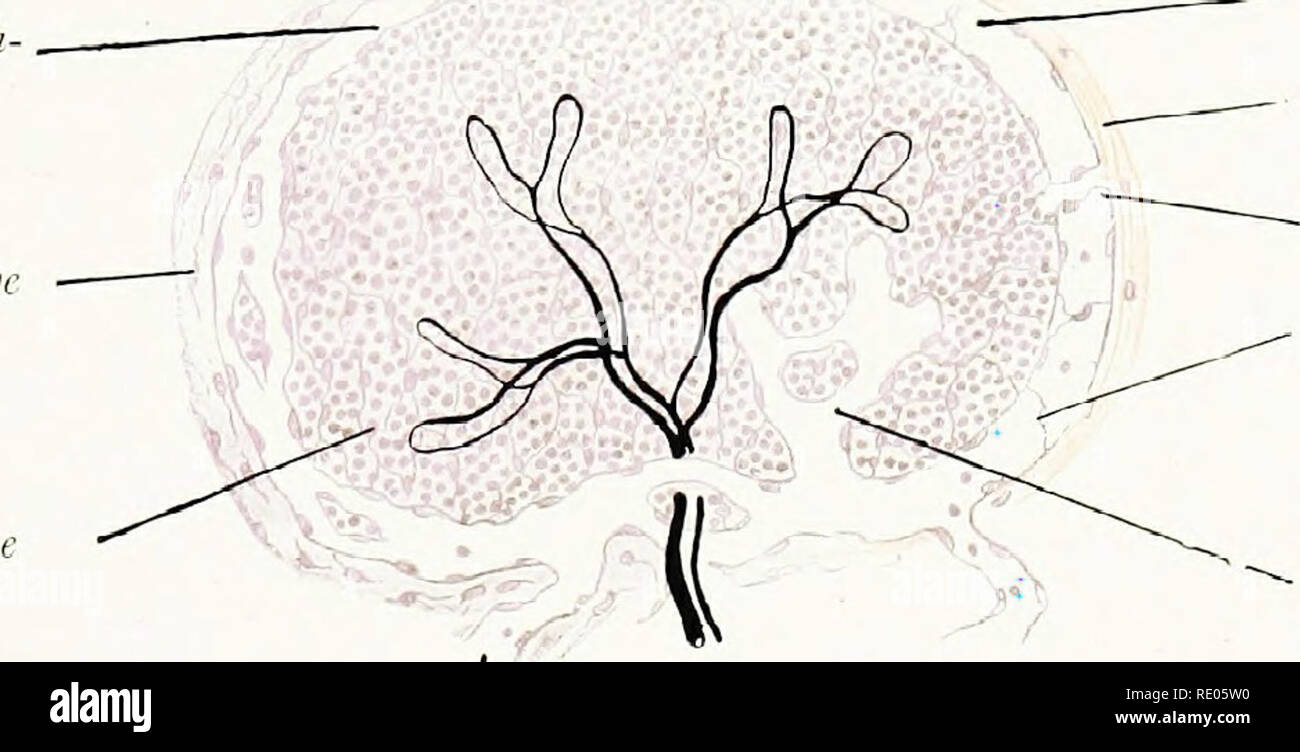 . A laboratory manual and text-book of embryology. Embryology. Afferent ...
