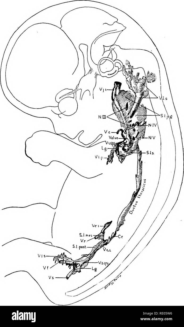 Lymphatics of head and neck hi-res stock photography and images - Alamy