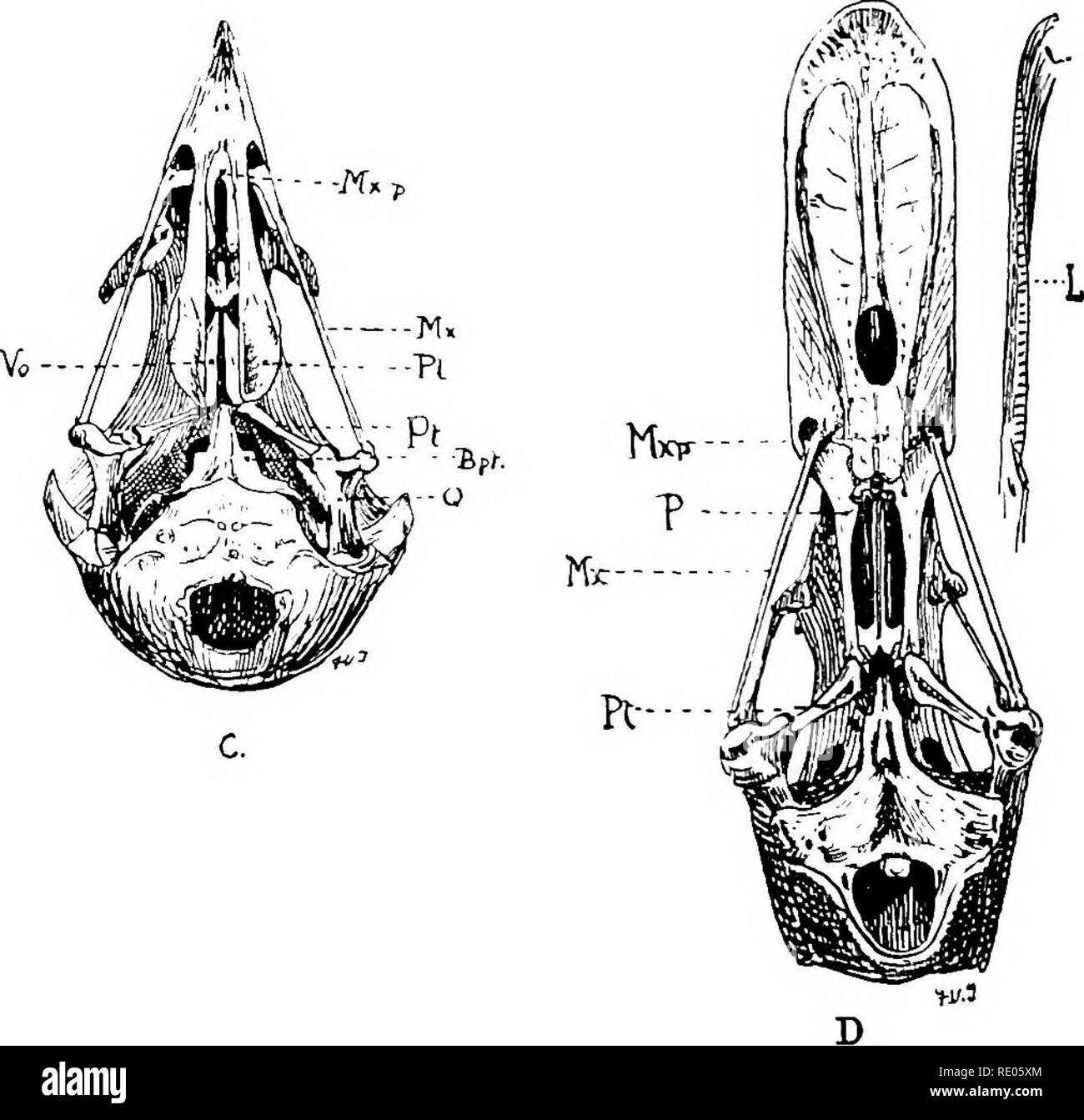 Types of herons Black and White Stock Photos & Images - Alamy