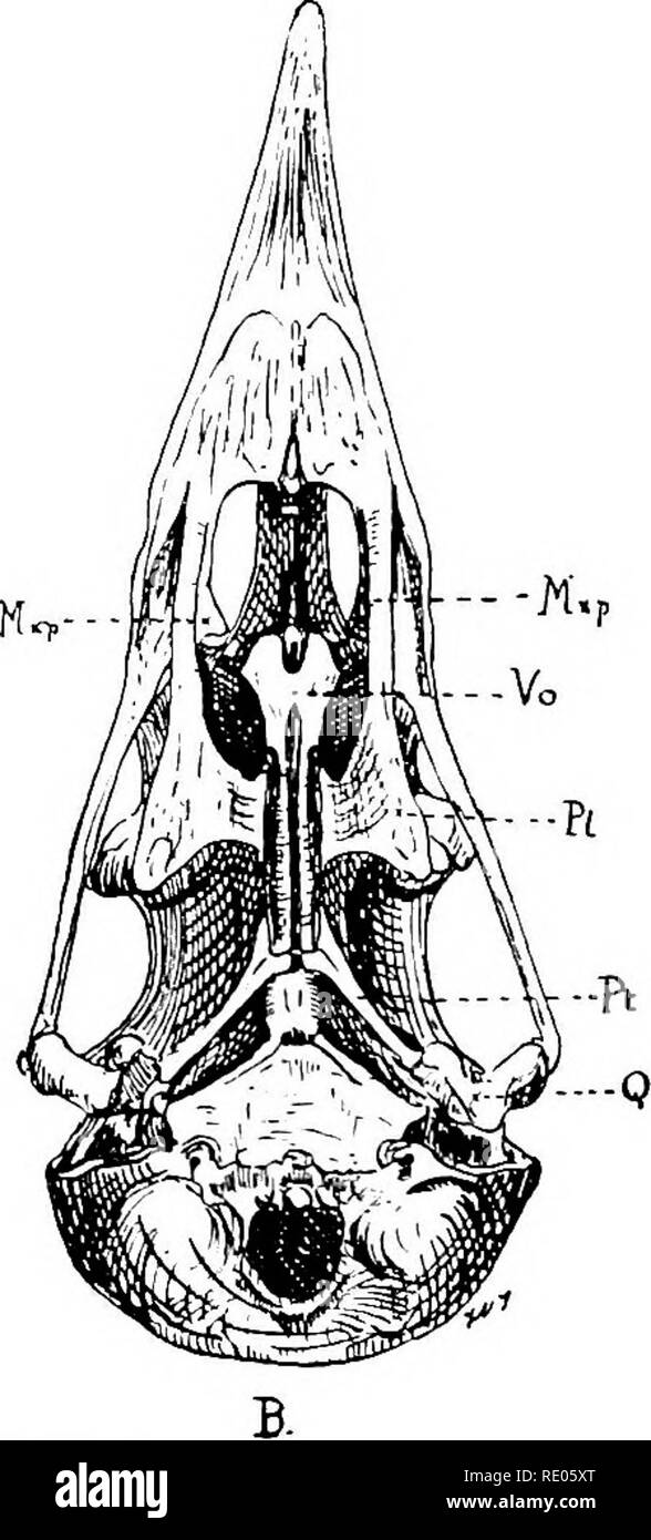 Gull skull hi-res stock photography and images - Alamy