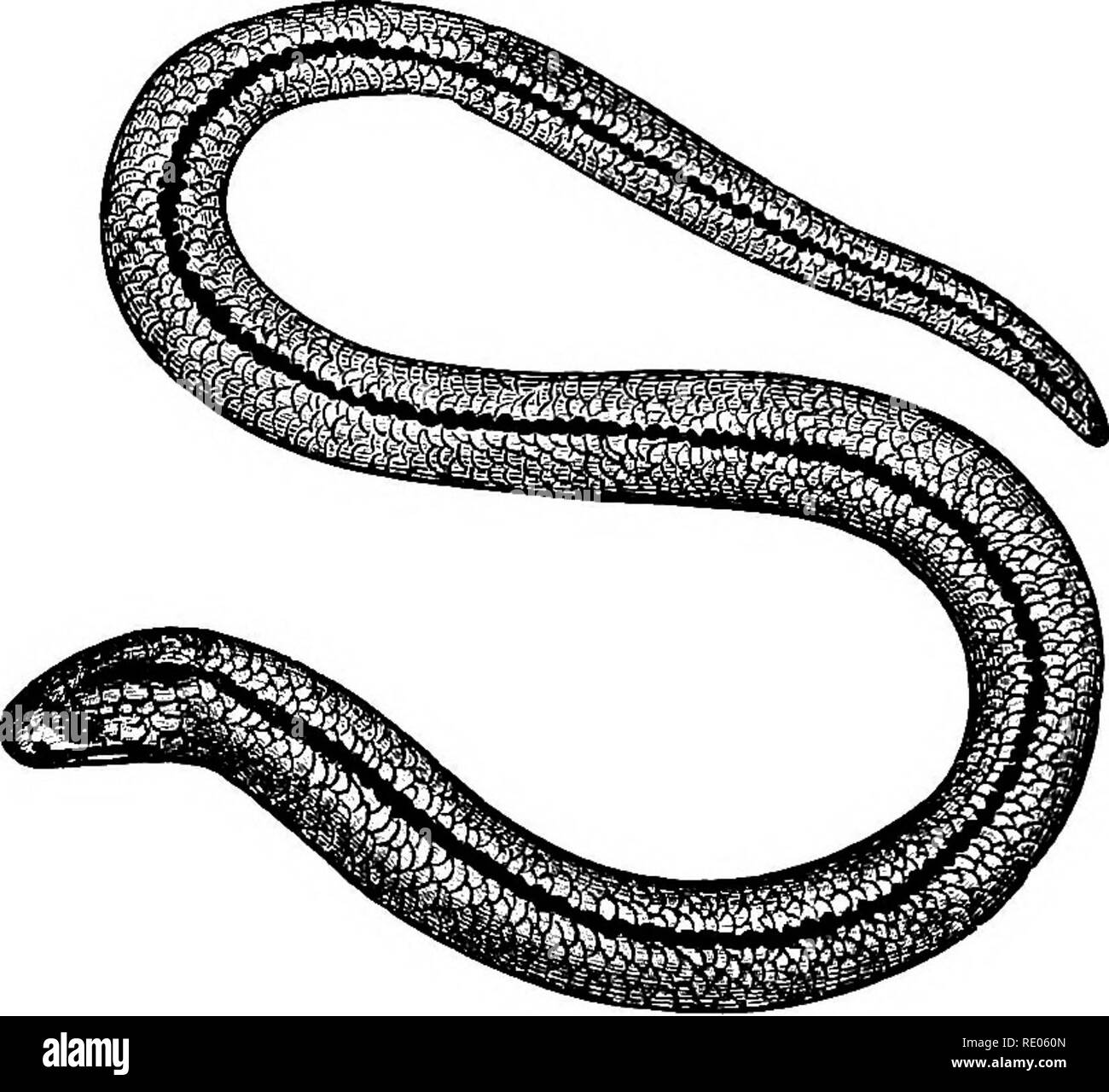 . A text-book of agricultural zoology. Zoology, Agricultural; Zoology ...