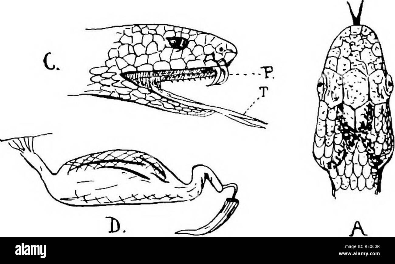 Side view of turtles head Black and White Stock Photos & Images - Alamy
