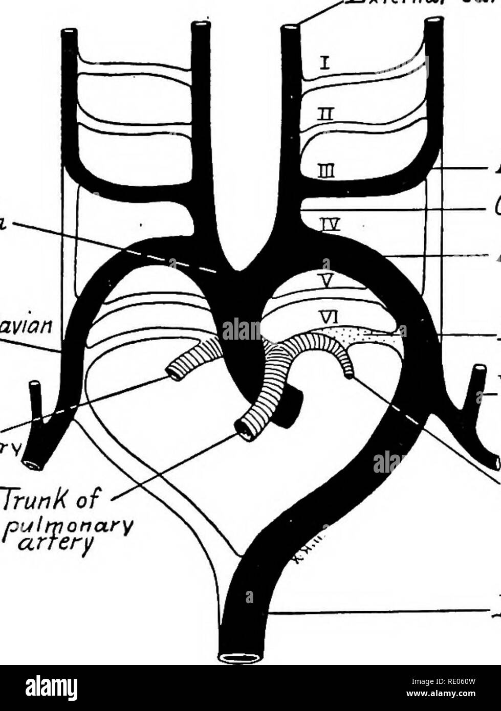 Vitelline arteries Black and White Stock Photos & Images - Alamy