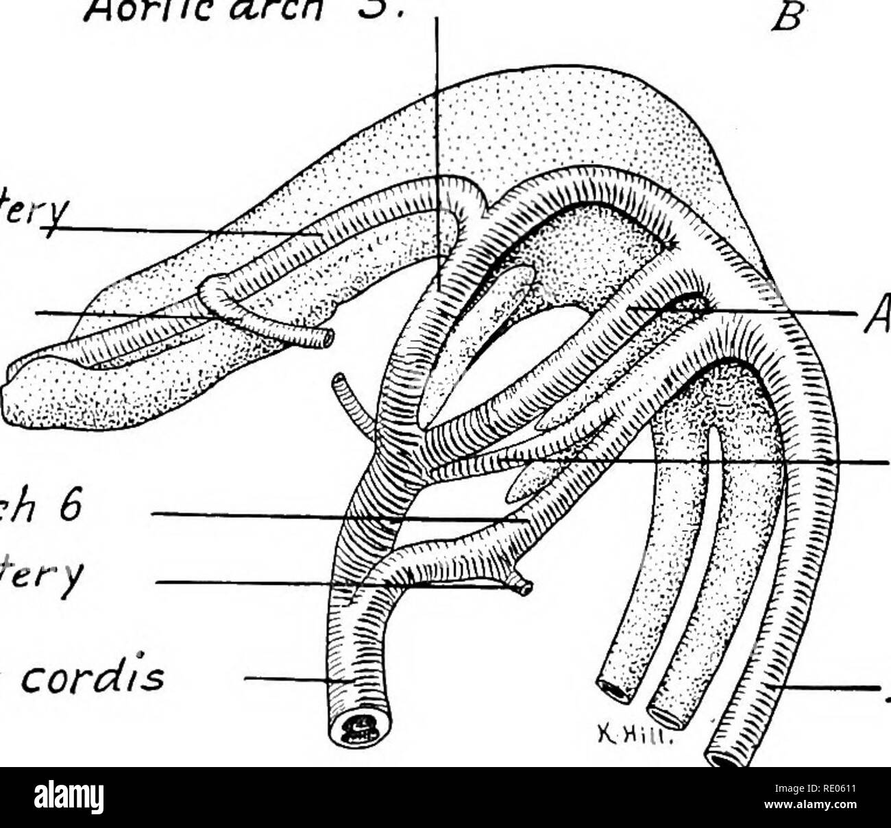 . A laboratory manual and text-book of embryology. Embryology. Dorsal ...