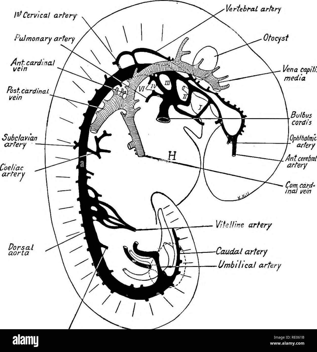 . A laboratory manual and text-book of embryology. Embryology ...