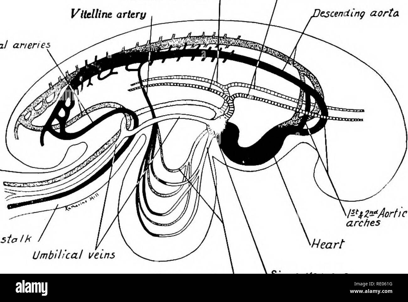 . A laboratory manual and text-book of embryology. Embryology. Aortic ...