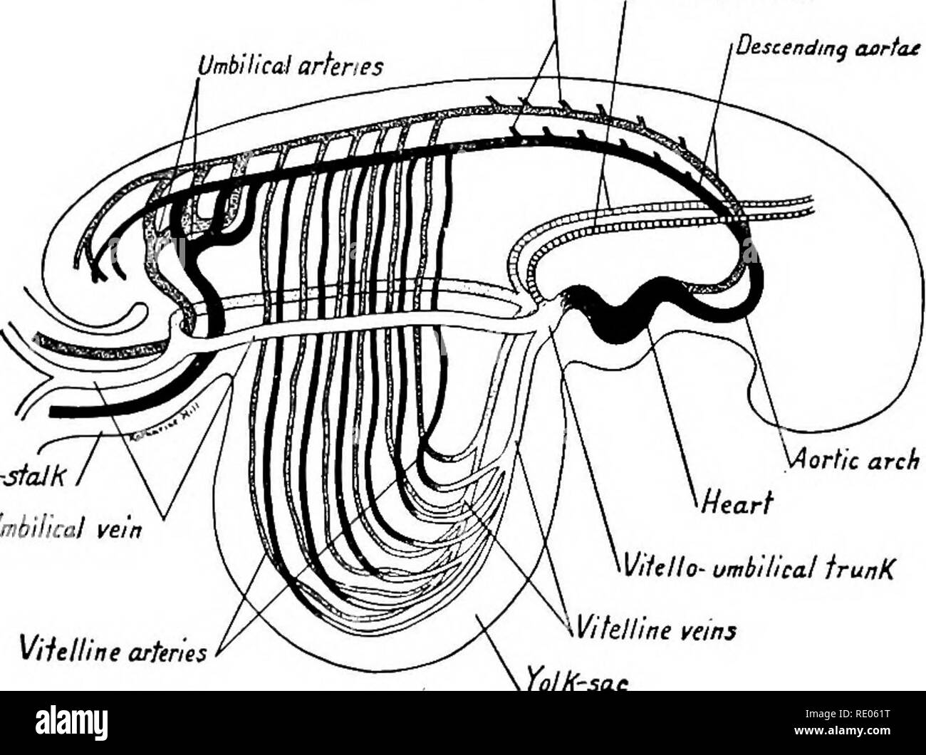 . A laboratory manual and text-book of embryology. Embryology. 268 THE ...