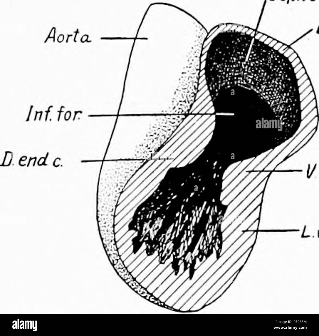 Fetal heart development hi-res stock photography and images - Alamy