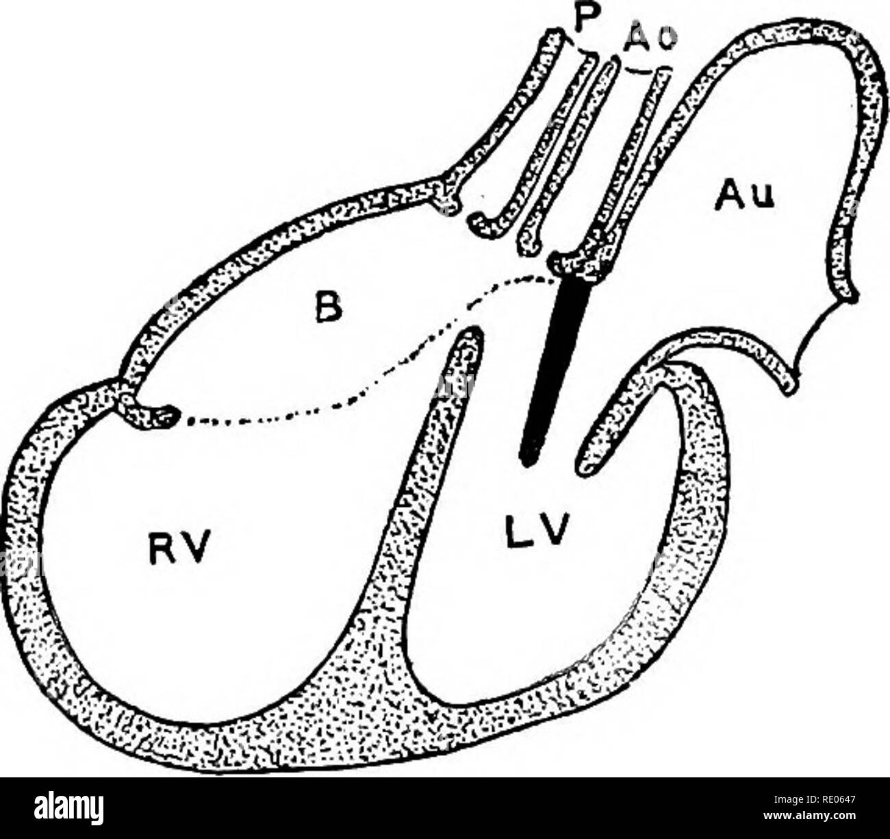 . A laboratory manual and text-book of embryology. Embryology. Fig. 252 ...