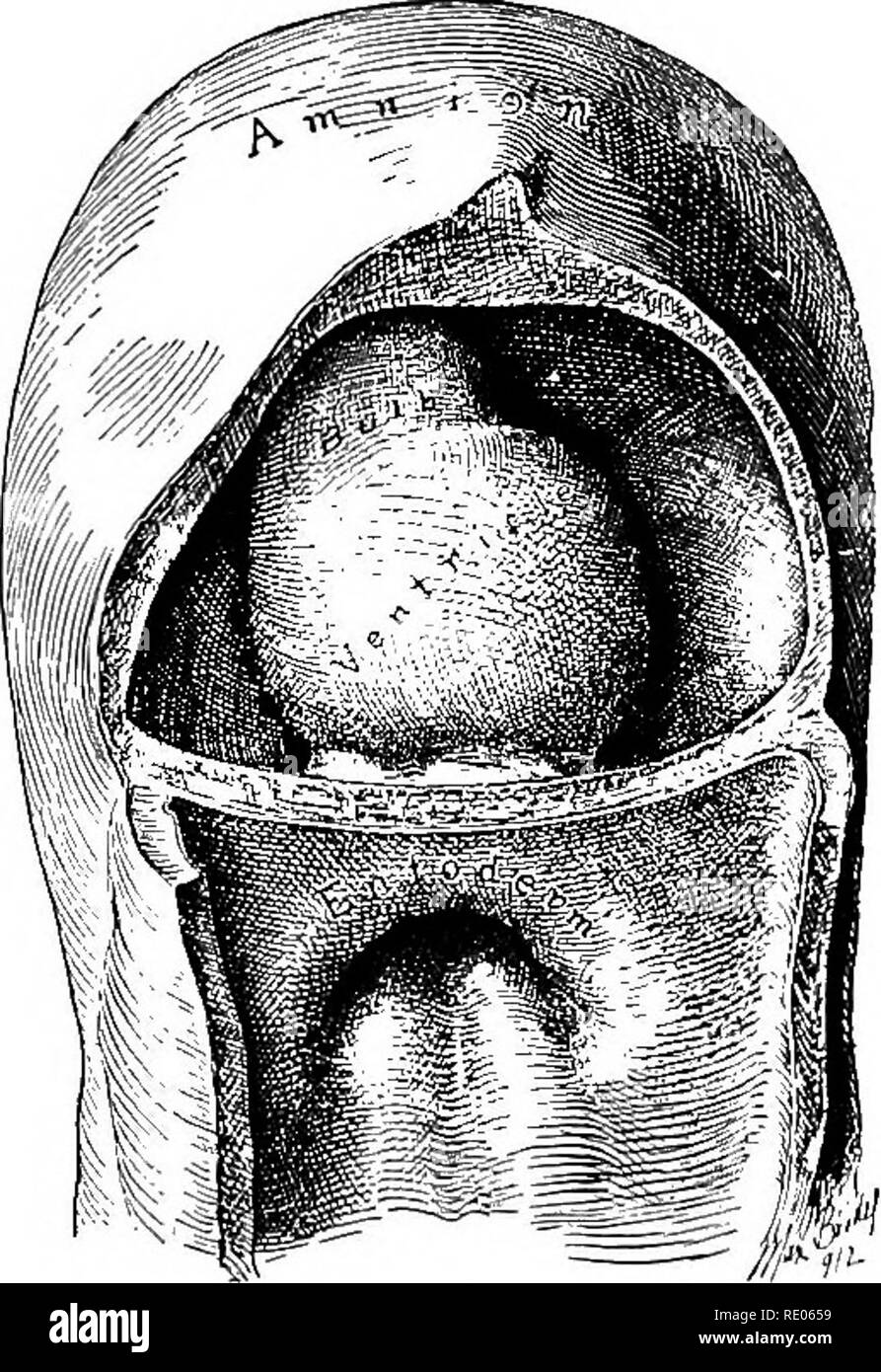 . A laboratory manual and text-book of embryology. Embryology. 'ero Fig ...