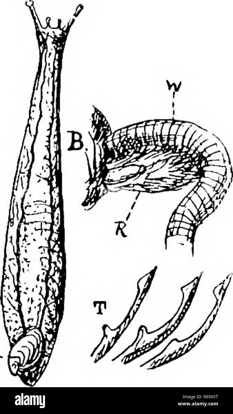 . A text-book of agricultural zoology. Zoology, Agricultural; Zoology ...