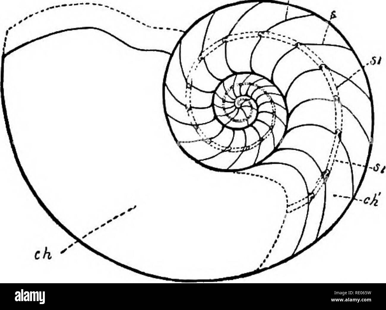 Shell edge forms Black and White Stock Photos & Images - Alamy