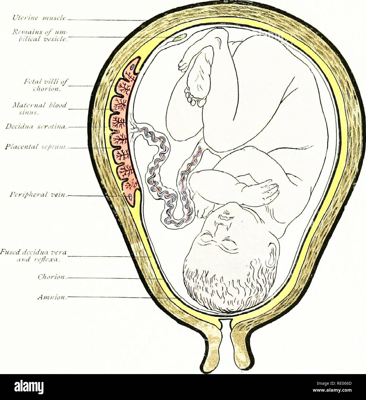 Chorion In Uterus