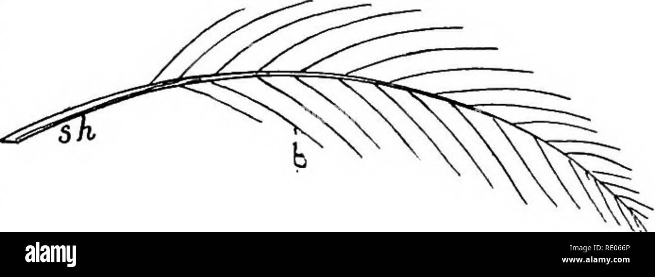 . Outlines of the comparative physiology and morphology of animals ...