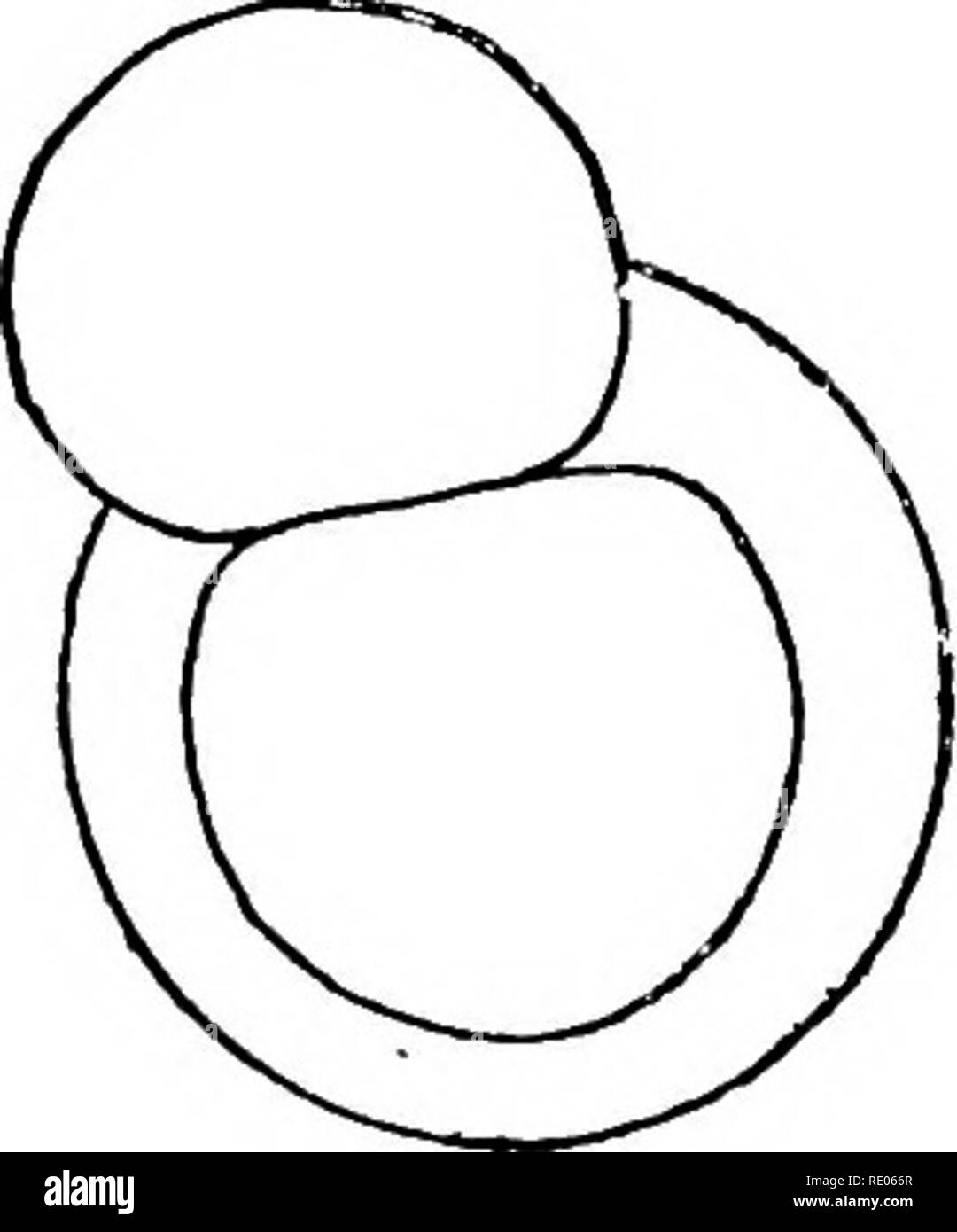 Cleavage plane Black and White Stock Photos & Images - Alamy