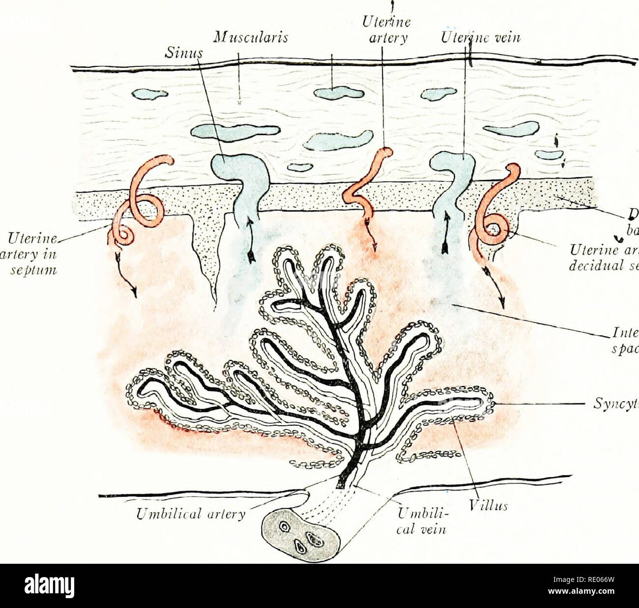Decidua basalis hi-res stock photography and images - Alamy
