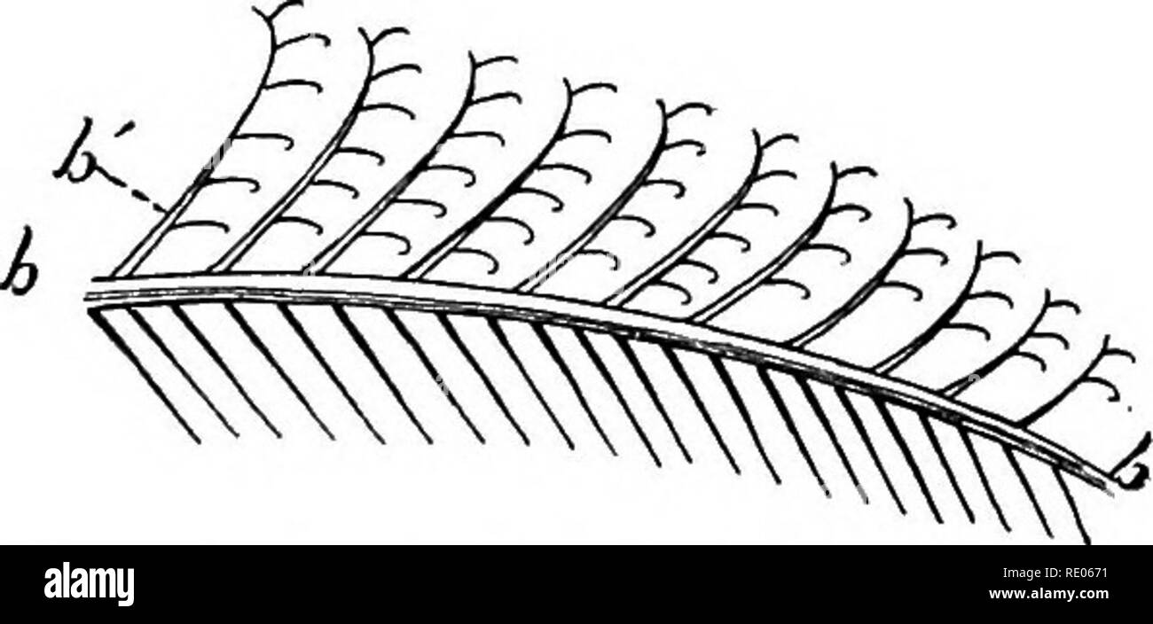 . Outlines of the comparative physiology and morphology of animals ...