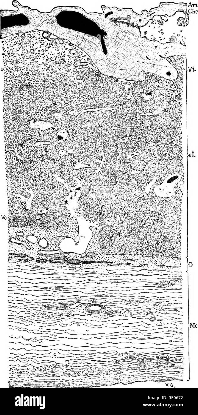 . A laboratory manual and text-book of embryology. Embryology. 246 ...