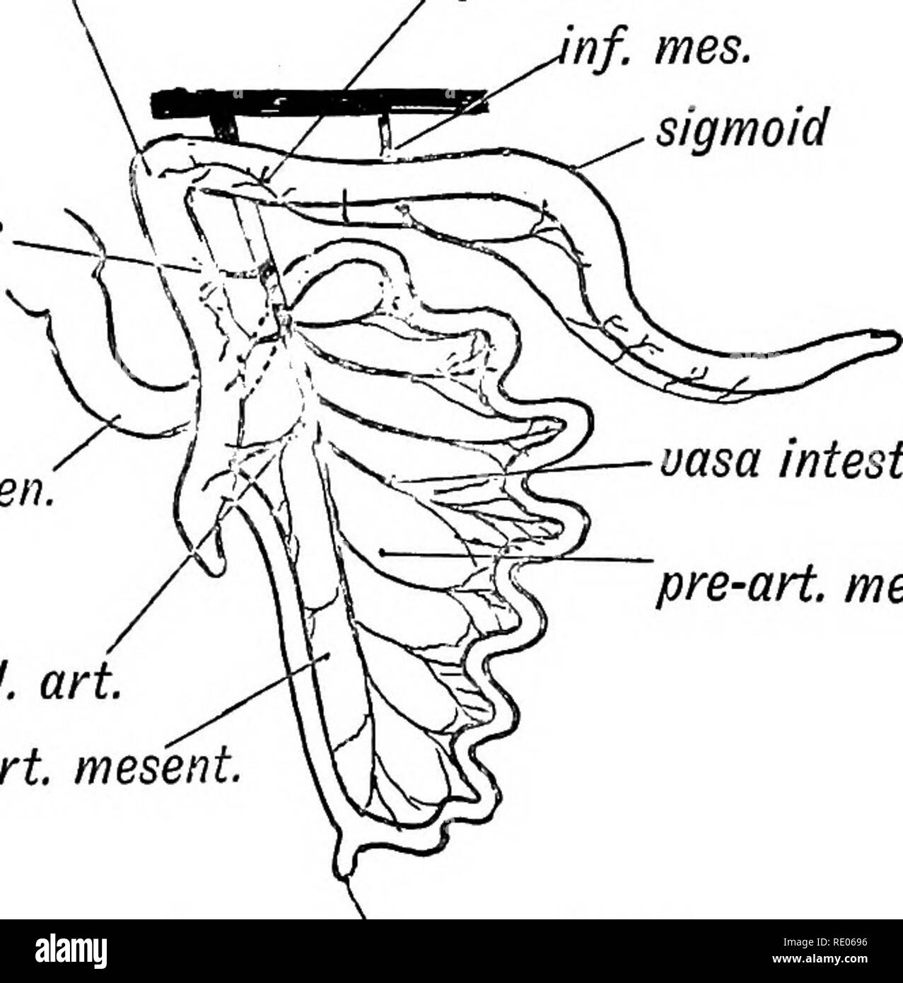 Human intest hi-res stock photography and images - Alamy