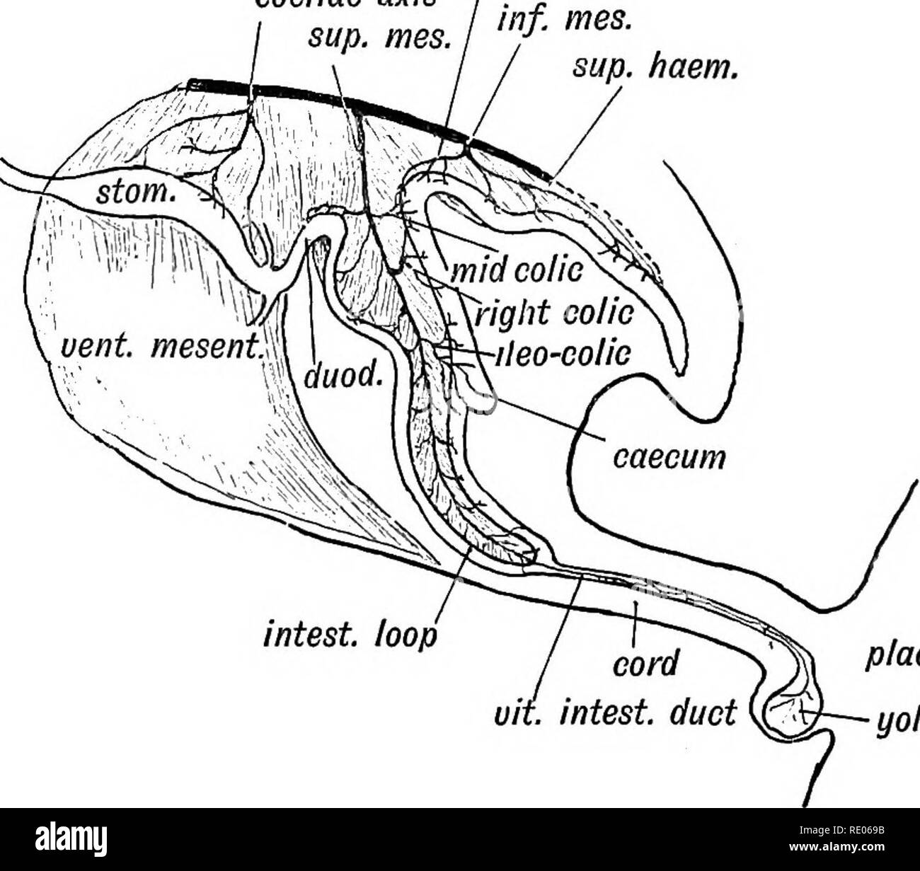 . Human embryology and morphology. Embryology, Human; Morphology. 274 ...