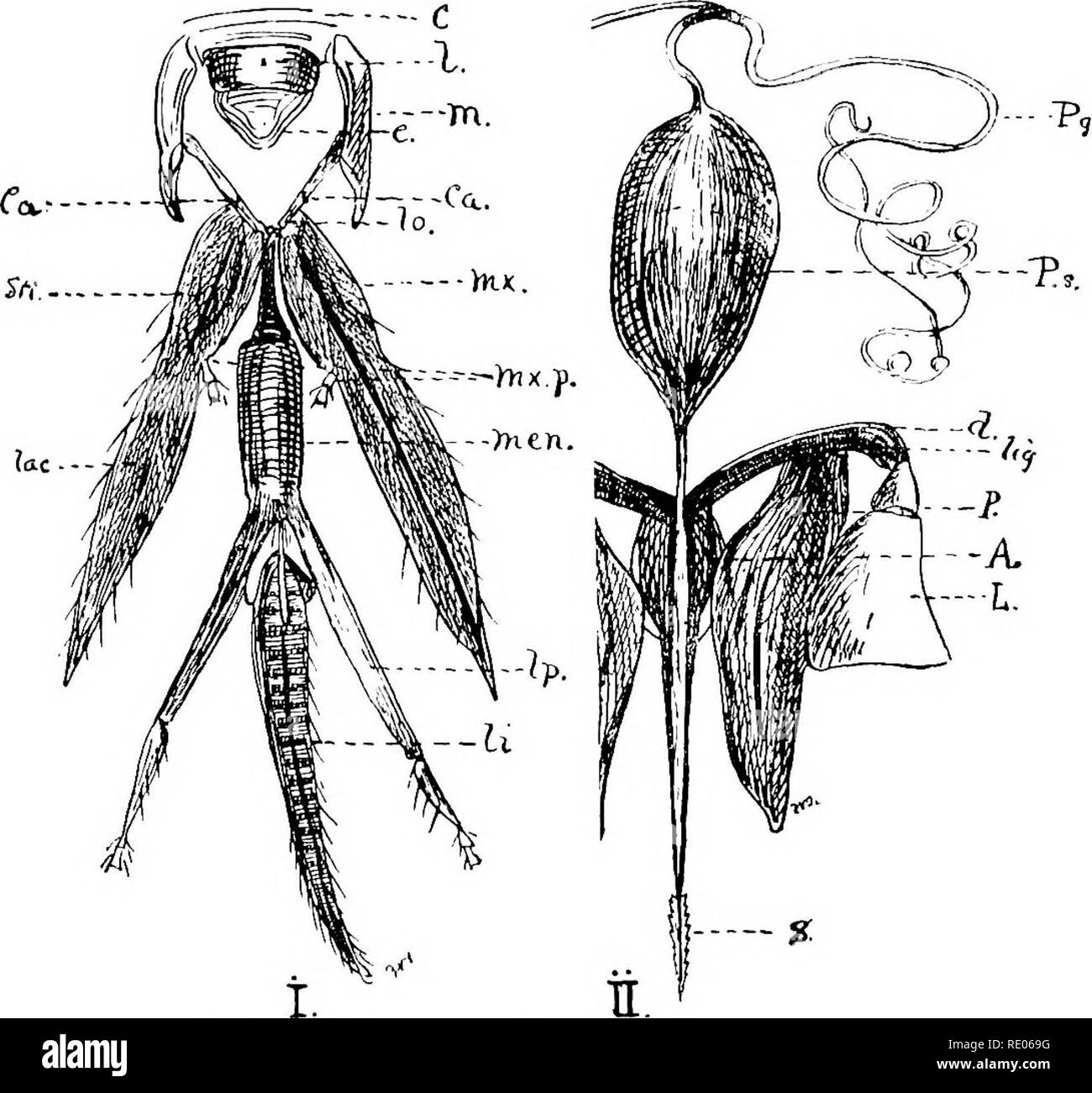 Maxillary palps Black and White Stock Photos & Images - Alamy