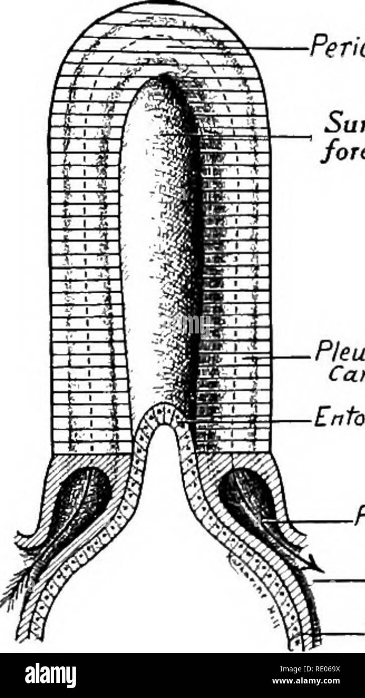 . A laboratory manual and text-book of embryology. Embryology. 188 THE ...