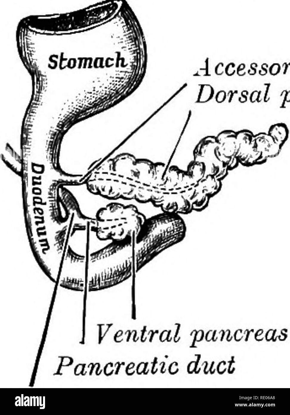 . A laboratory manual and text-book of embryology. Embryology. THE ...