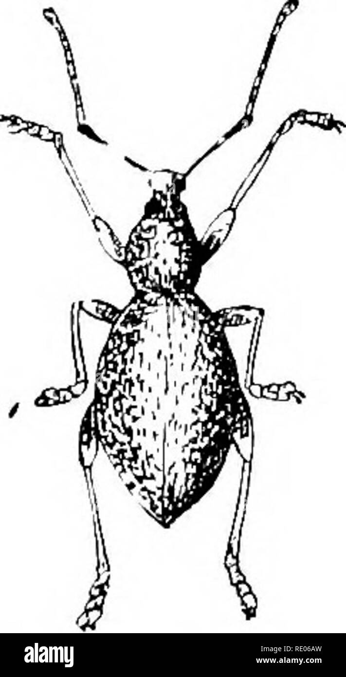 Red legged weevil Black and White Stock Photos & Images - Alamy