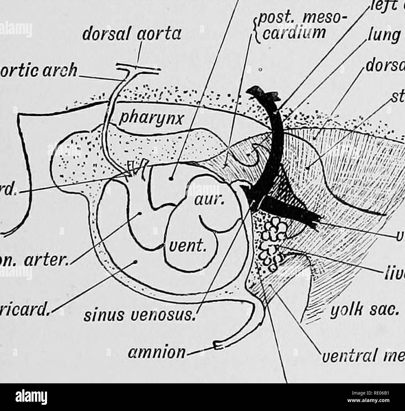 Tubular gland hi-res stock photography and images - Alamy