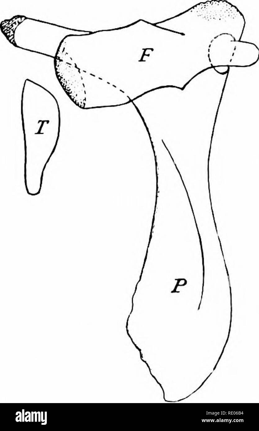 Retia mirabilia hi-res stock photography and images - Alamy