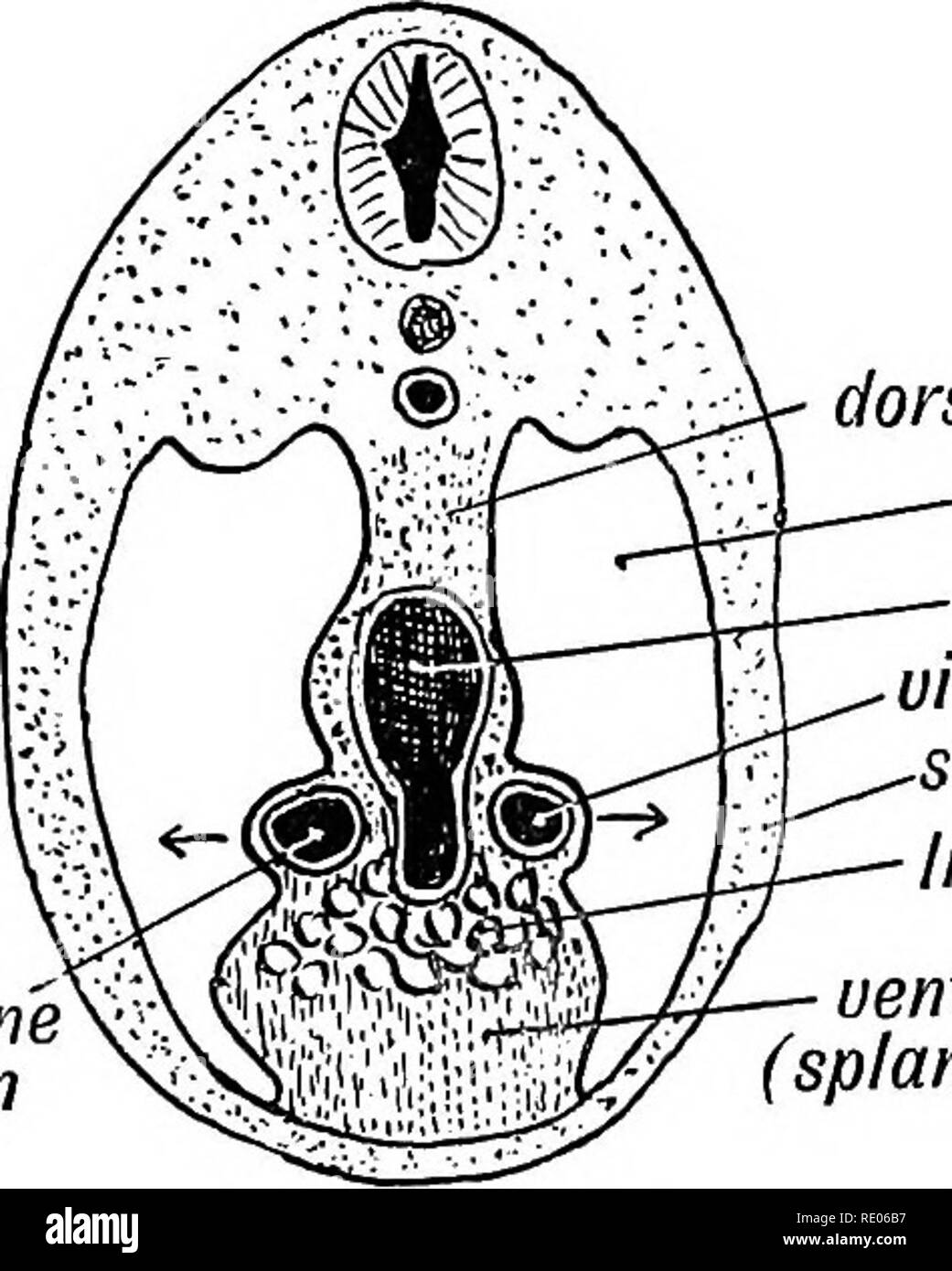 . Human embryology and morphology. Embryology, Human; Morphology. THE ...