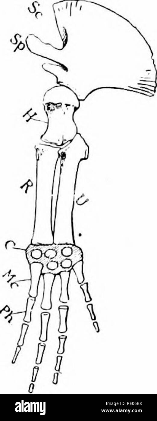 Toxodon hi-res stock photography and images - Alamy