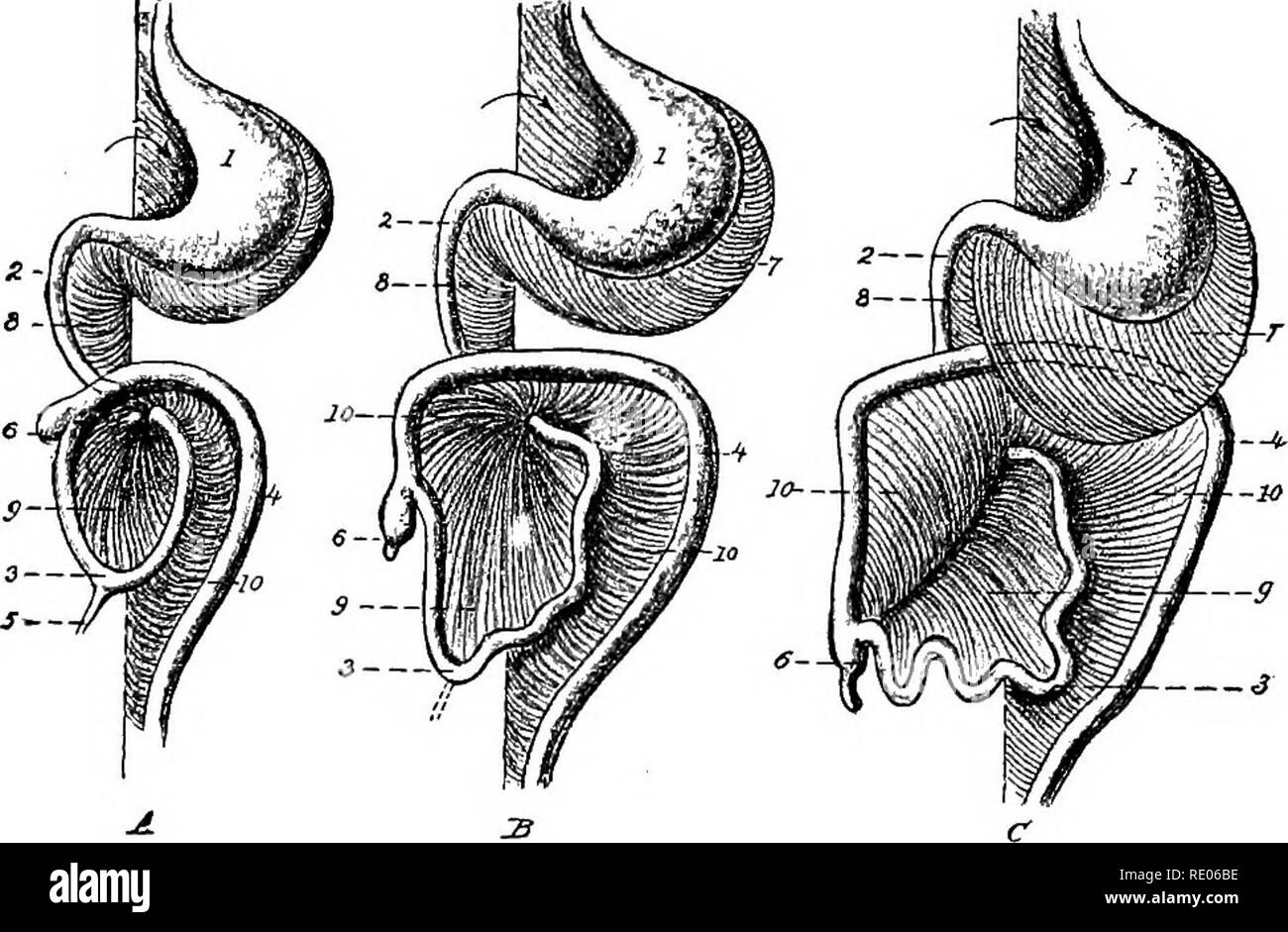 Small intestine epithelium Black and White Stock Photos & Images - Alamy