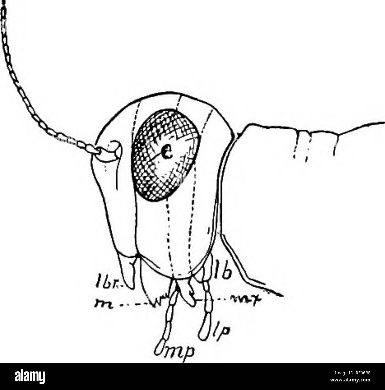 . Outlines of the comparative physiology and morphology of animals ...