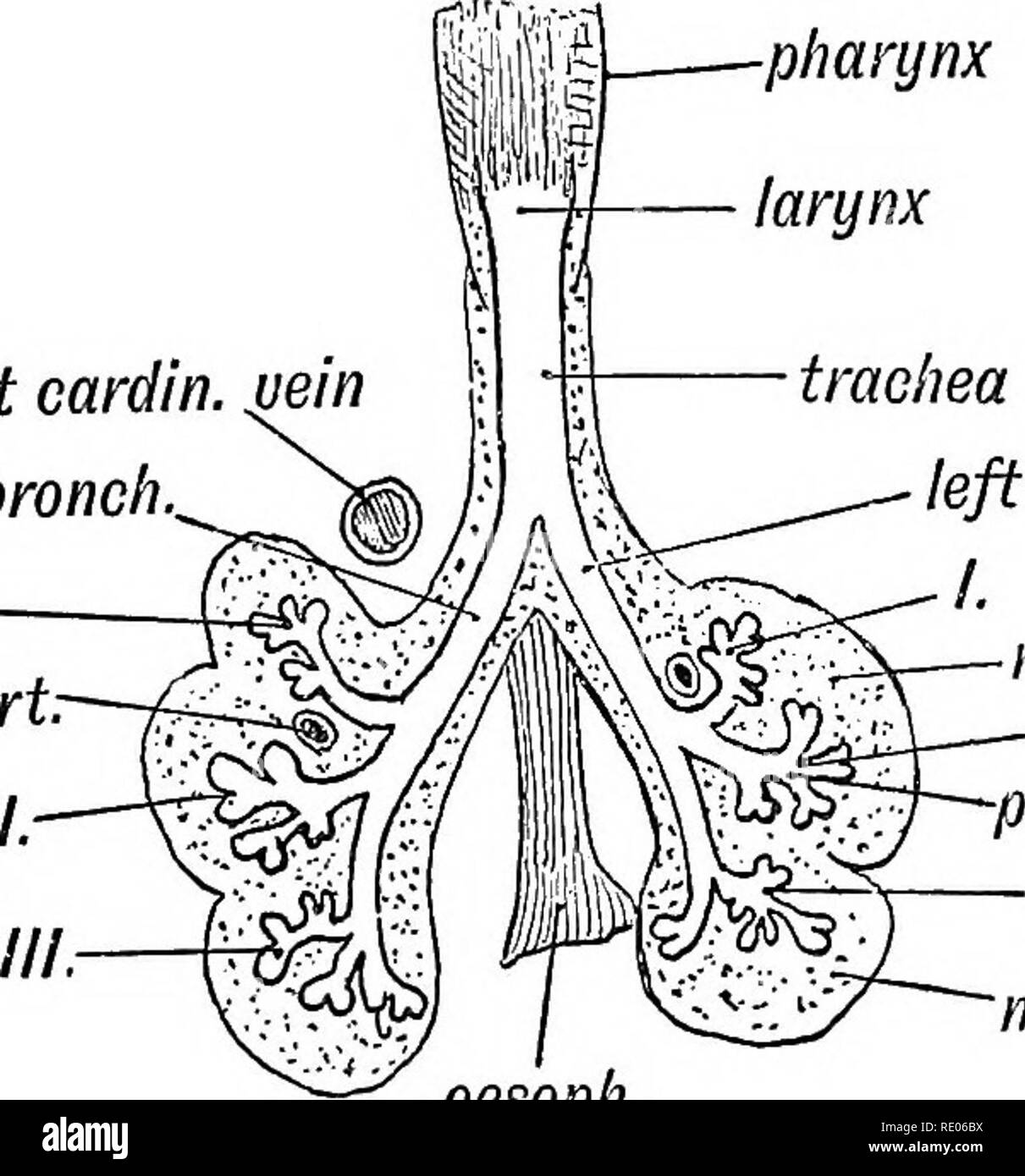 . Human embryology and morphology. Embryology, Human; Morphology. THE ...