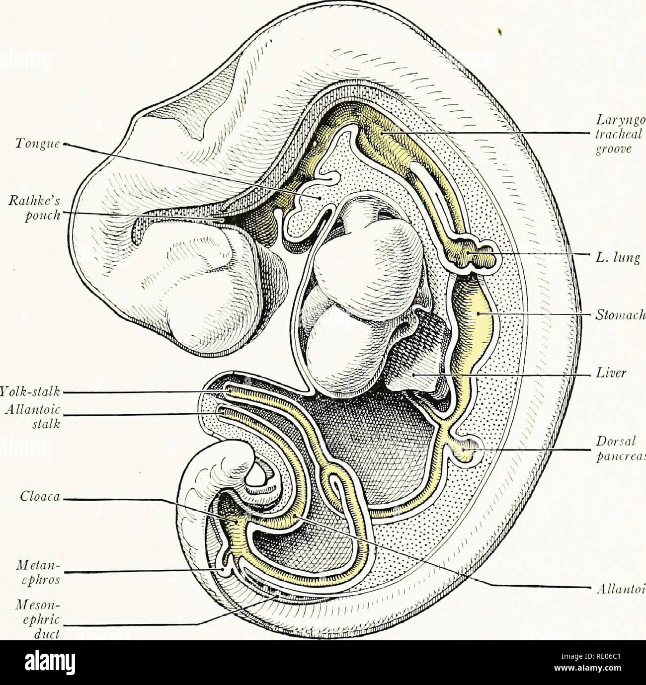Gastric embryology hi-res stock photography and images - Alamy