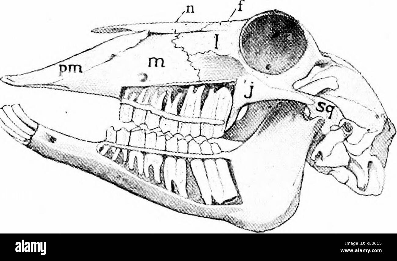 Ungulate Digestion Featured Creature: Chevrotain Biodiversity For A